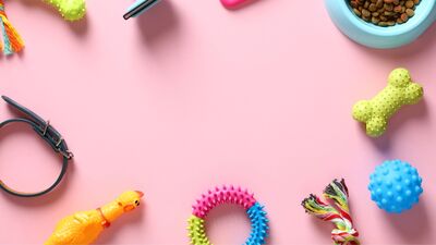 How to Import Pet Supplies & Accessories from China? [Guide]